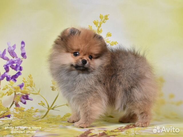 Шпиц померанский карликовый девочка рыжего окраса