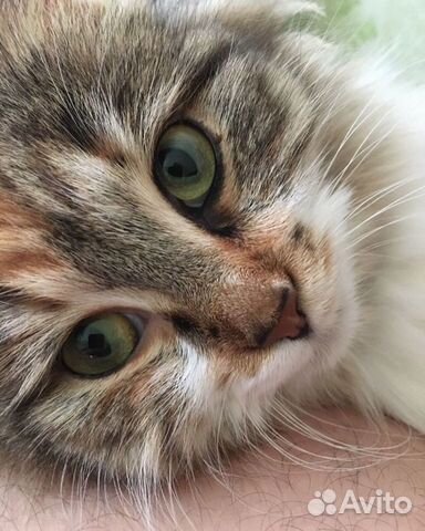 Пушистая красавица трехцветка,счастье в дом