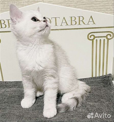 Котята в драгоценных окрасах