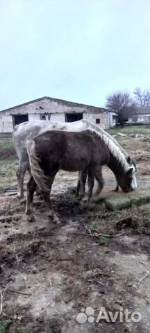 Лошади жеребята