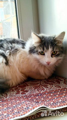 Подросший котик 8 месяцев