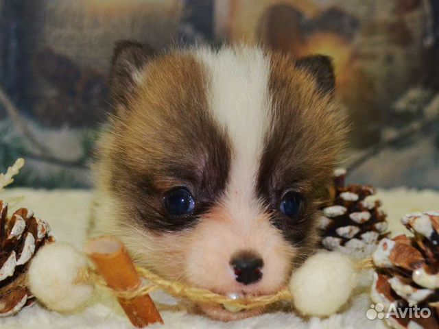 Мини девочка пемброк