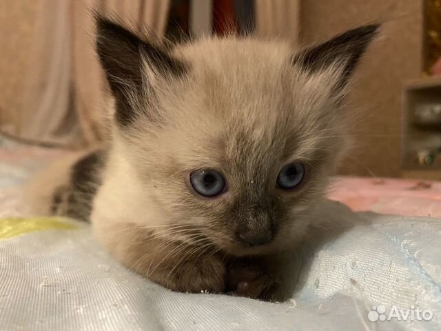 Сиамские котята