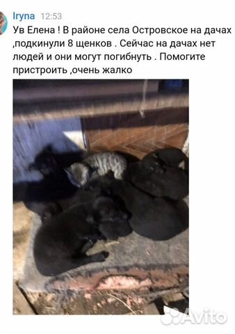 Щенки,брошенные на дачах на голод и смерть