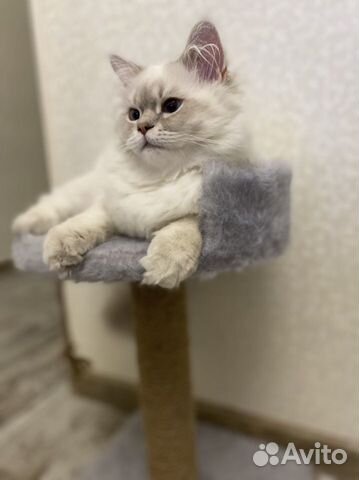 Красавчик Марсель