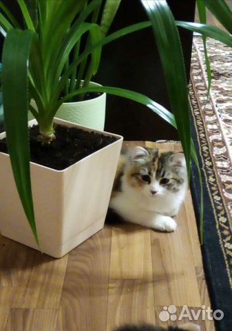 Котёнок бесплатно мама шотландка папа обычный кот