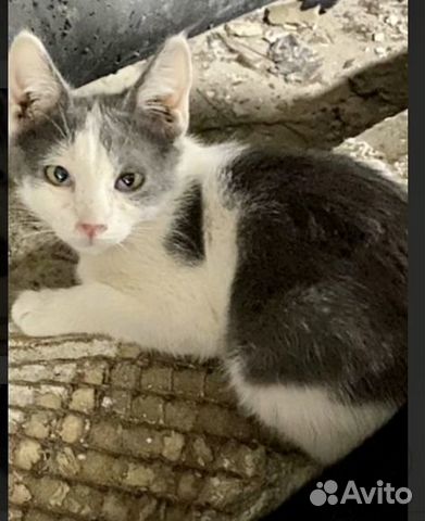 Котёнок мальчик белый с серыми пятнами