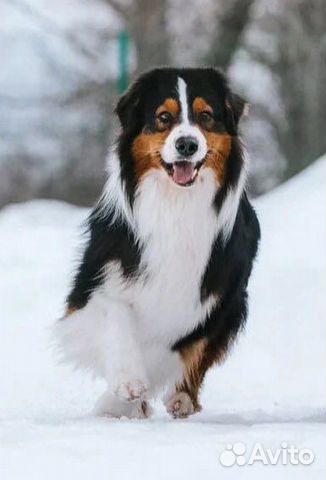 Щенки аусии от 77 Тзаурус