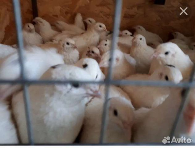 Перепела продажа