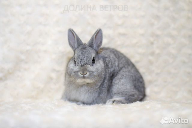 Девочка минор