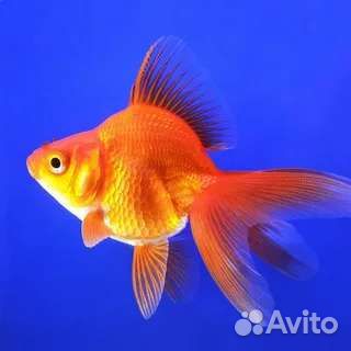 Золотая рыбка риукин красный