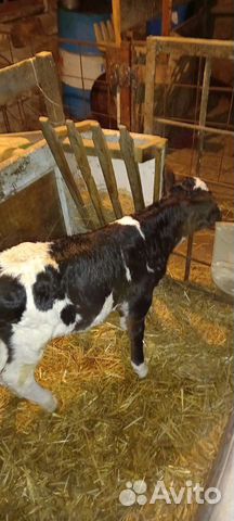 Продаётся бычок 6 дней