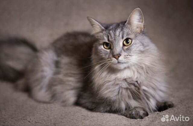 Томаш ищет дом