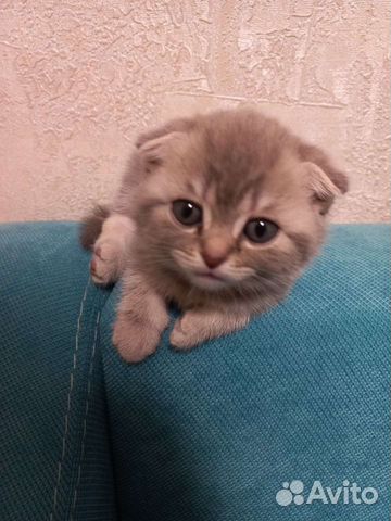Шотландская вислоухая кошка