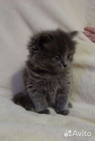 Котенок полубоитанец
