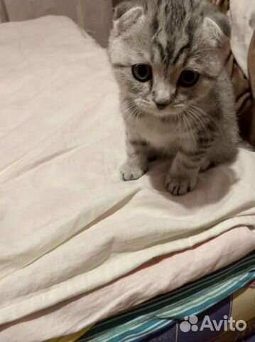 Шотландская вислоухая кошка