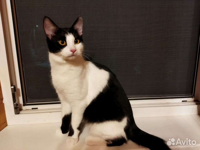 Кот/котёнок/кошка в дар