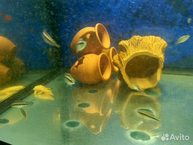 Попугаи (пельвикохромисы)