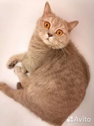 Британская кошка