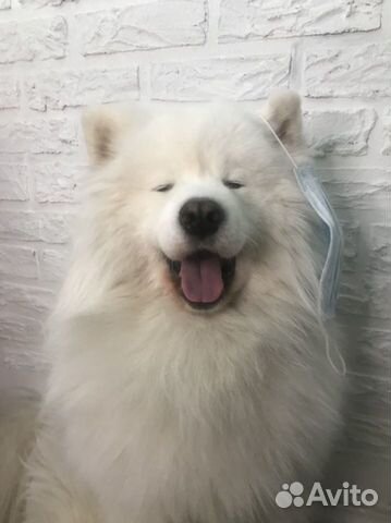 Самоед кабель вязка (не развязан)