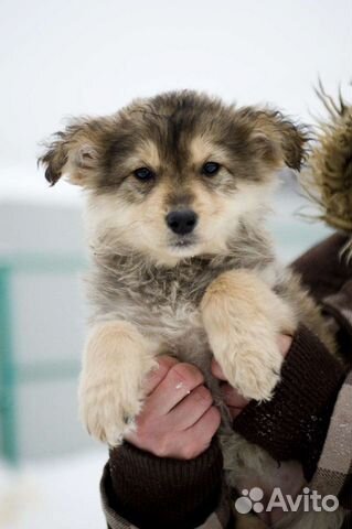 Маленькое чудо ищет дом