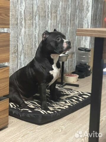 Американский Булли xl