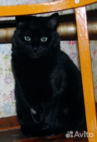 Кошечка в добрые руки