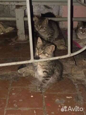 Котята/котенок: три сереньких, два черненький, оди
