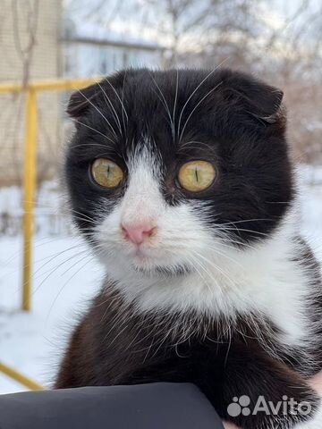 Шотландская