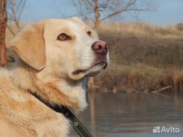 Пёс по имени Счастье ищет дом