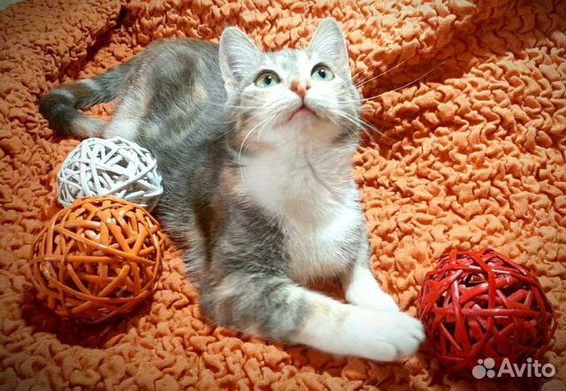 Семья распалась. Кошка стала не нужна