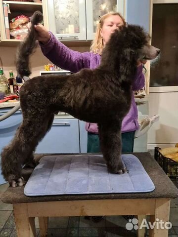 Королевский пудель
