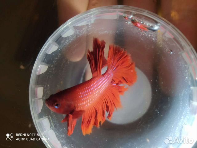 Рыба петушок
