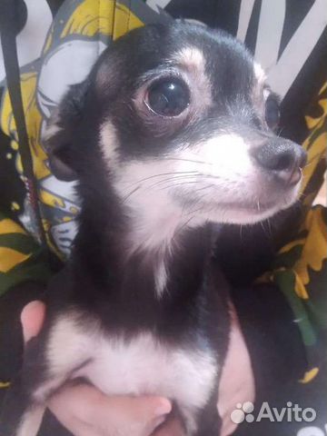 Отдам собаку в хорошие руки