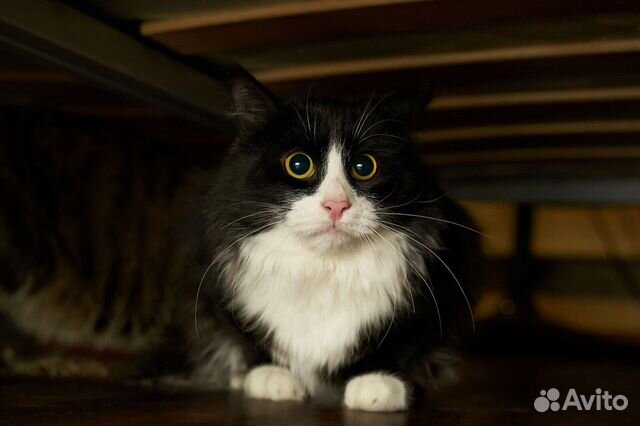 Кот, Котёнок
