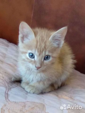 Котик