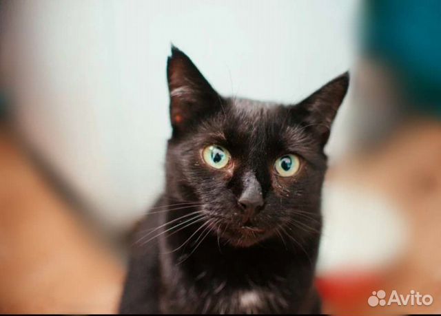 Мурчащее счастье