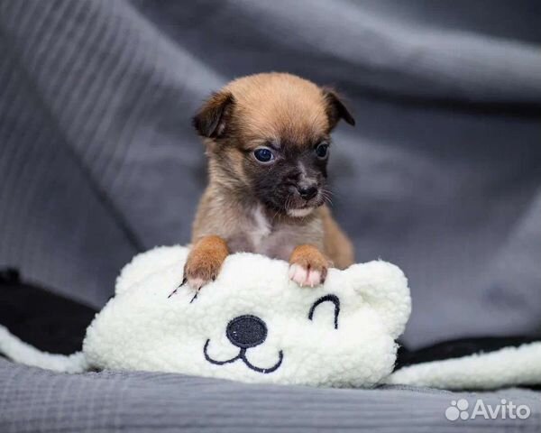 Щенок небольшой собаки