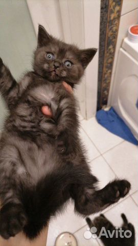 Котенок, 1,5 месяца. мать британка, отец шотландец