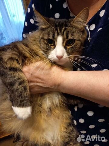 Милый Яшенька