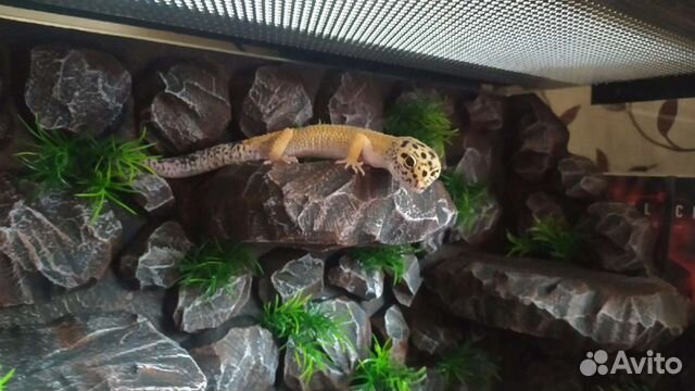 Геккон эублефар, самец + террариум + коврик
