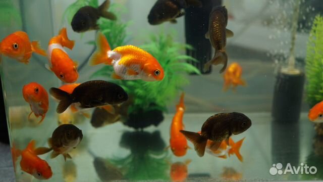 Золотые рыбки