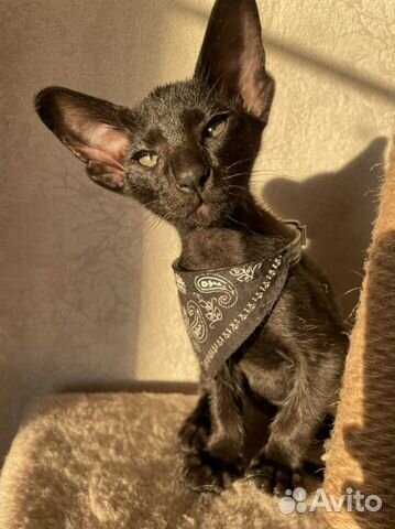 Ориентальный котенок