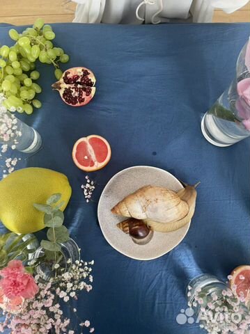 Отдам улиток ахатинских