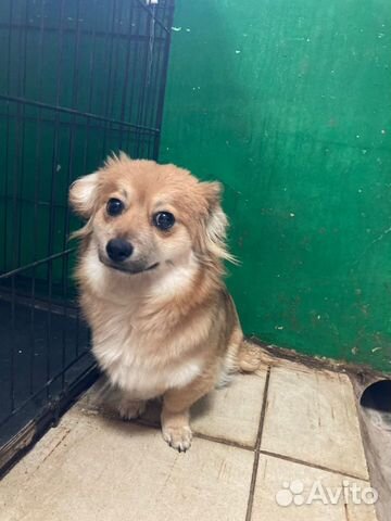 Крошка Лялечка нуждается в доме