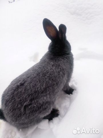 Продам кролика (самец)
