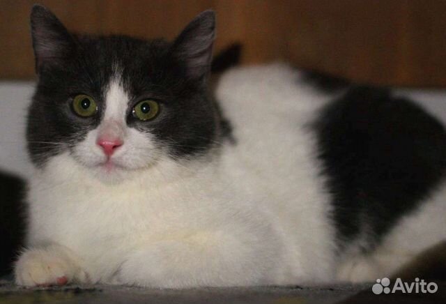 Чудесный котейка в добрые руки