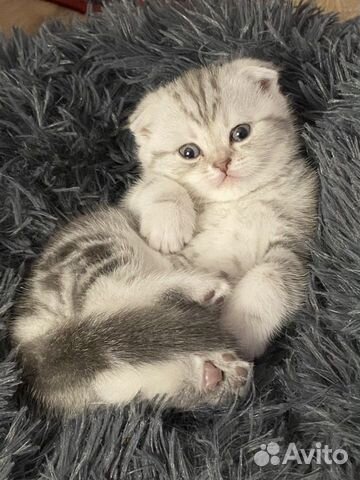 Шотландский вислоухий мраморный котенок