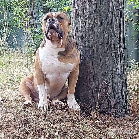 Американский булли XXL. Кобель для вязки