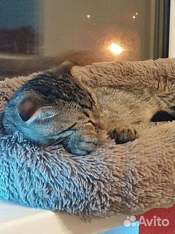 Отдам кота в добрые руки